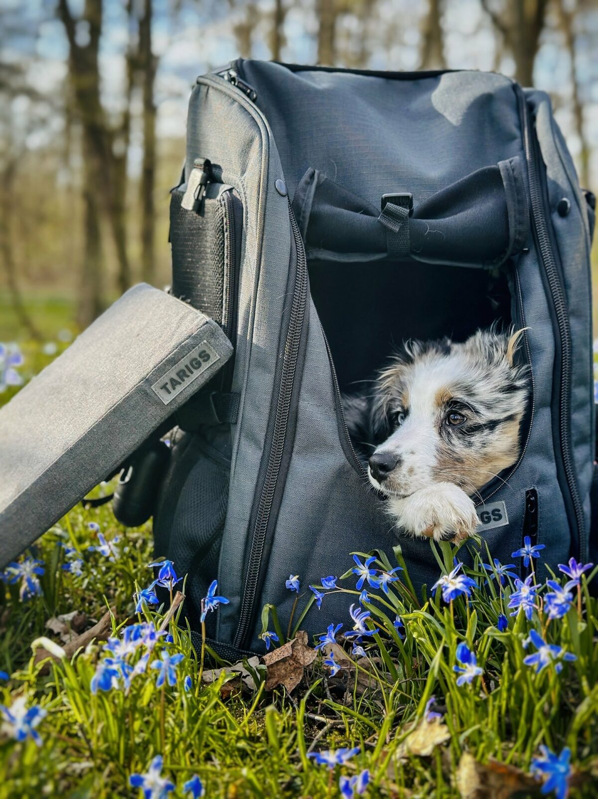 Dog backpack for Mini Australian Shepherd from TARIGS