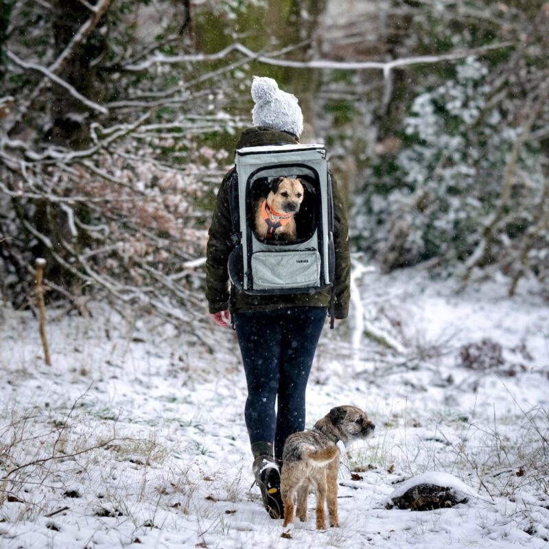 Hunderucksack von TARIGS | Verschiedene Modelle